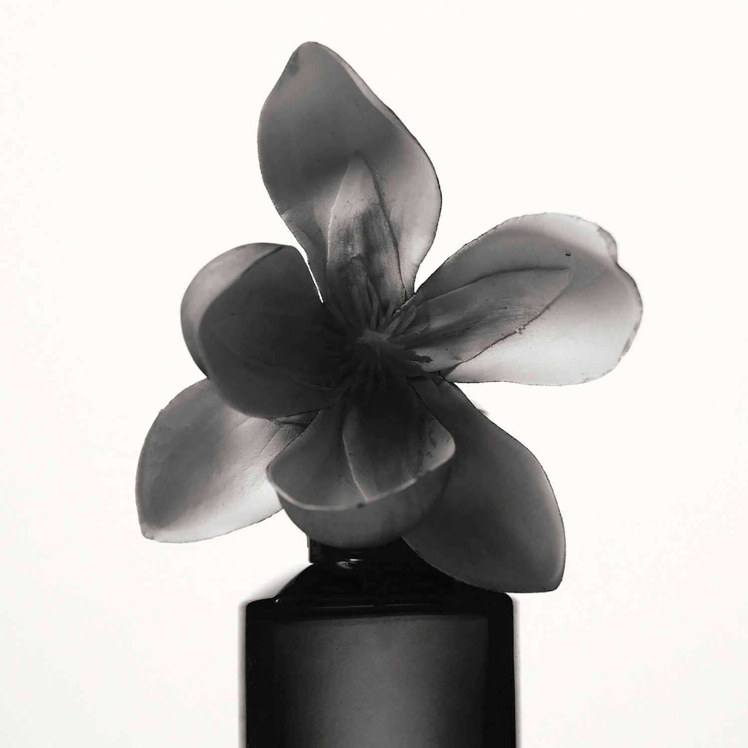 Fenty Eau de Parfum - Fenty Fragance ≡ Sephora