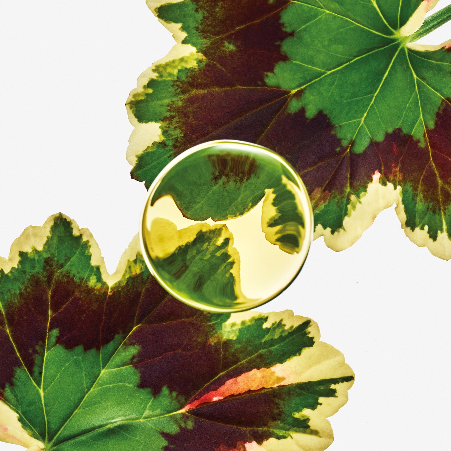 Esencia Elixir Loewe ≡ SEPHORA